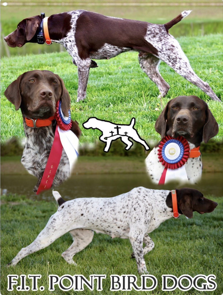 Breeding Program | Faith In The Point Bird Dogs